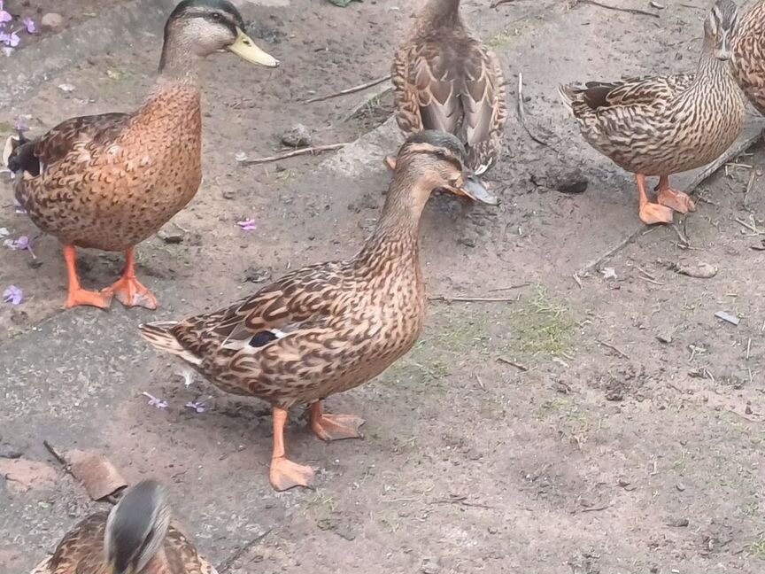 Продажа уток