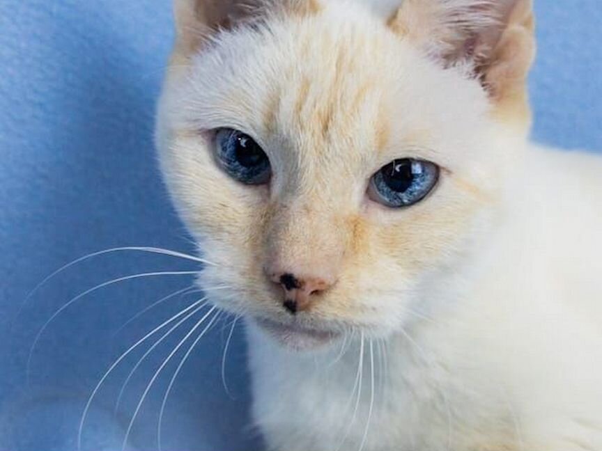 Океания Кошка в добрые руки