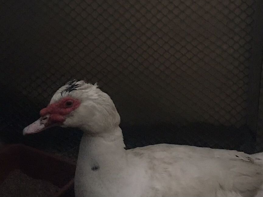 Селезень индоутки