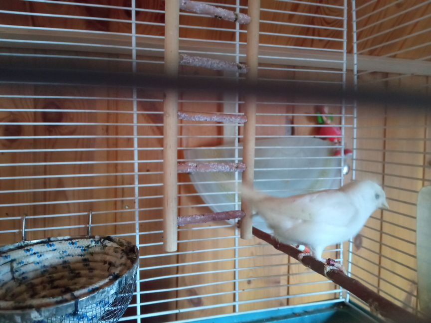 Канарейка самка