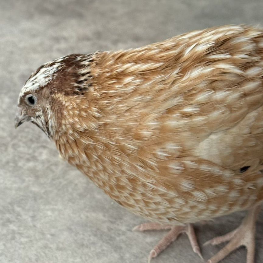 Перепелки несушки