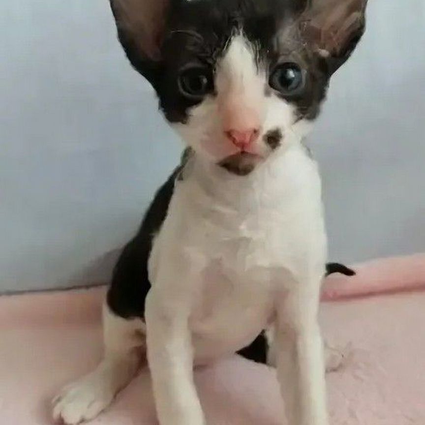 Сфинк Браш котята