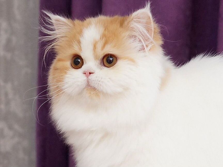 Шотландские котята шикарная девочка