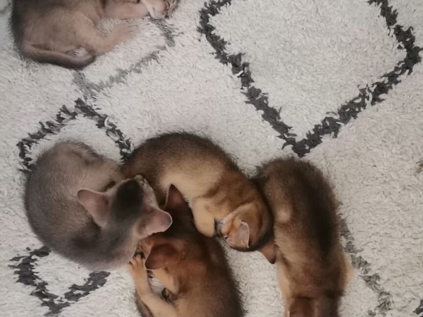 Абиссинские котята