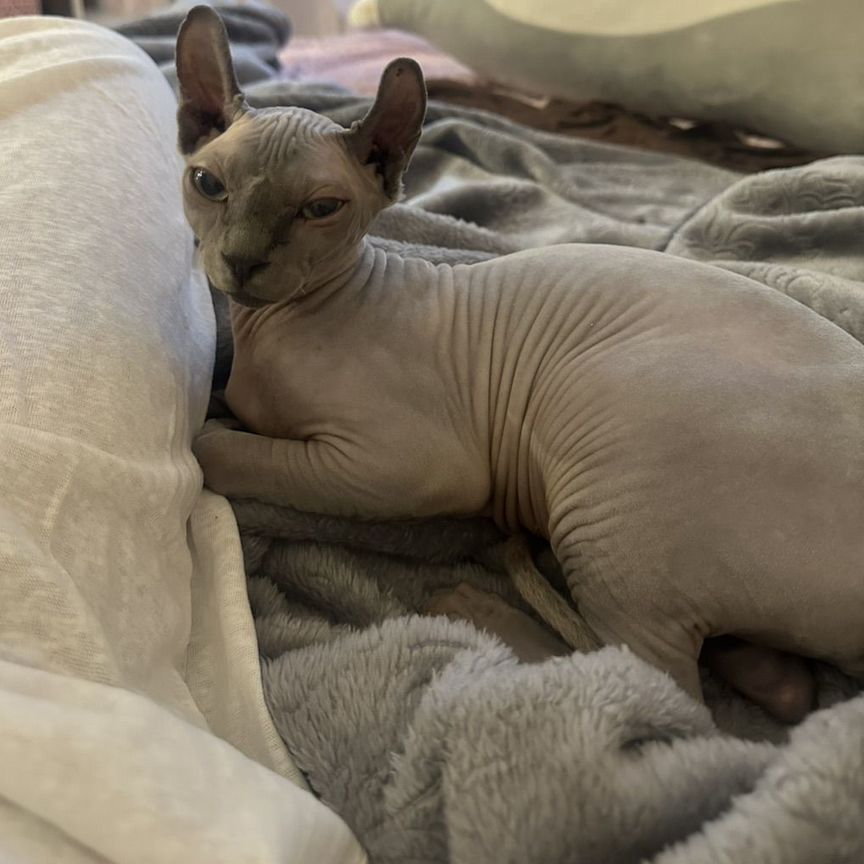 Канадский сфинкс котёнок