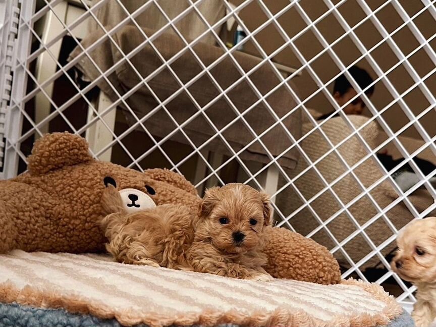 Мальтипу 2кг максимум вырастет,курносая беби-фейс