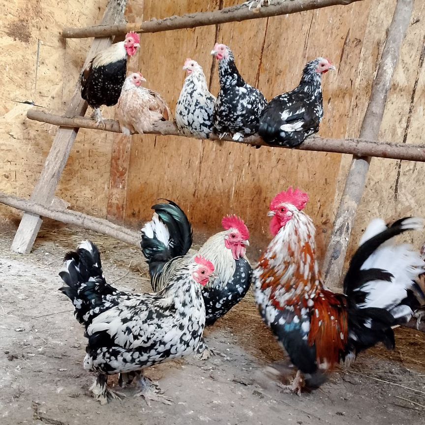 Яйца на инкубацию