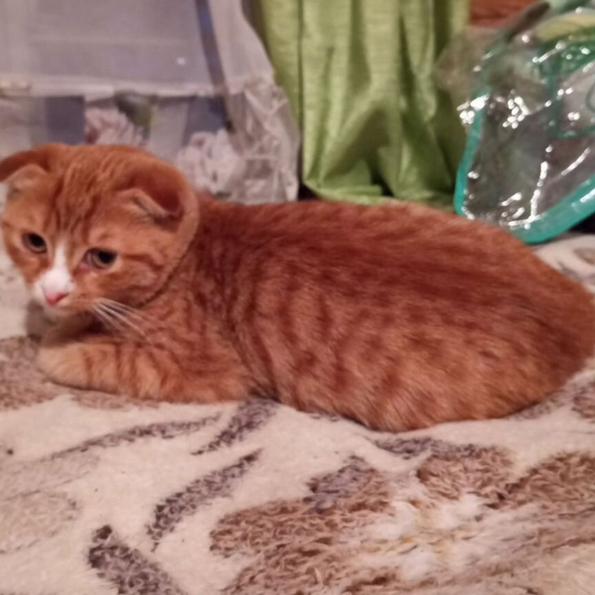 Котята бесплатно в добрые руки