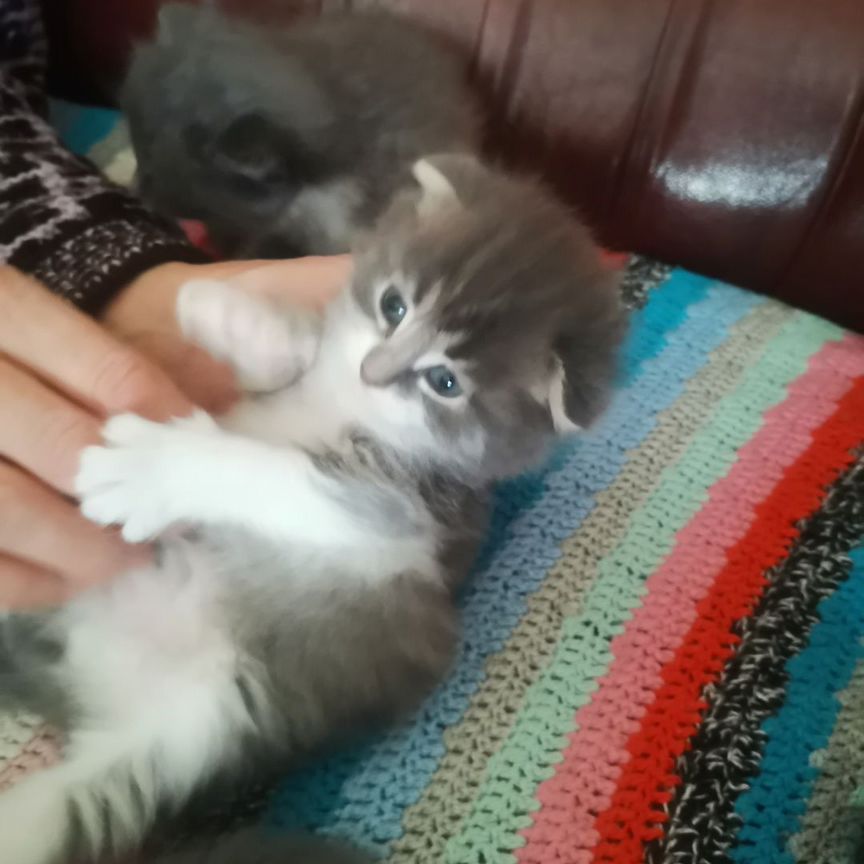 Шатланские вислоухие