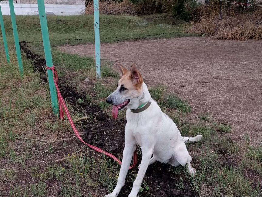 Фокстерьер