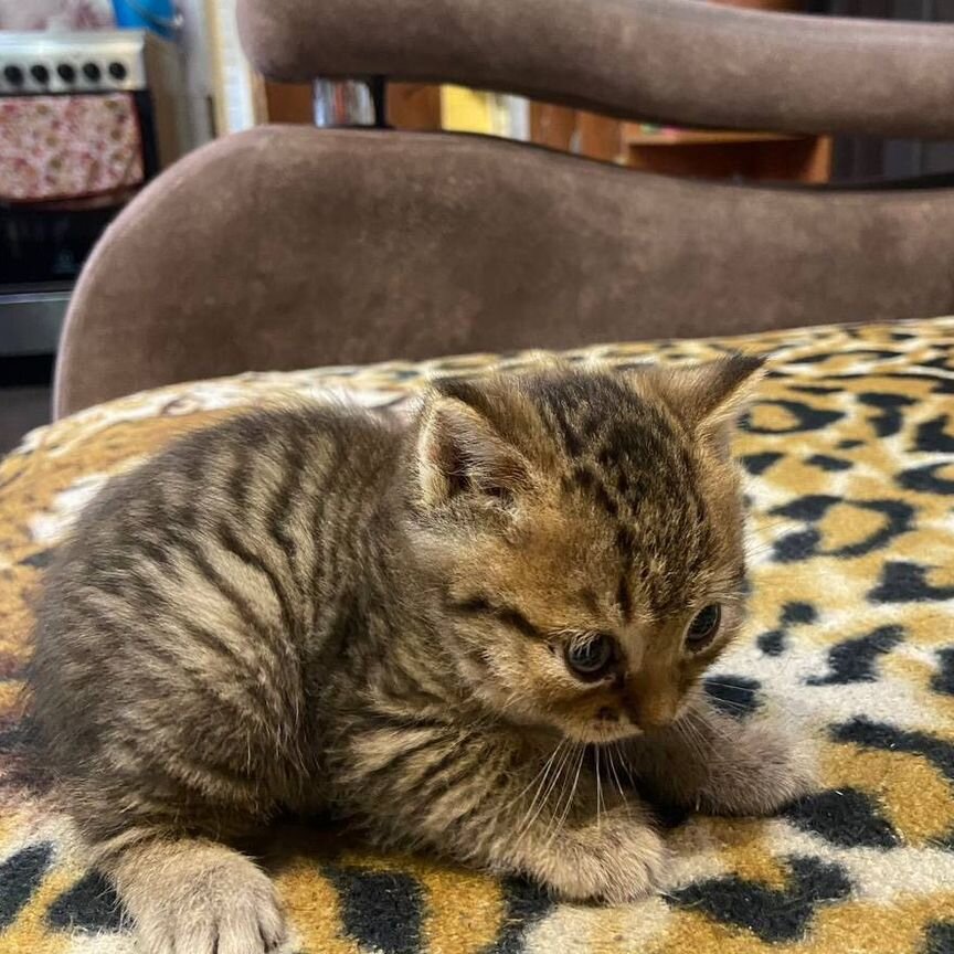 Котята