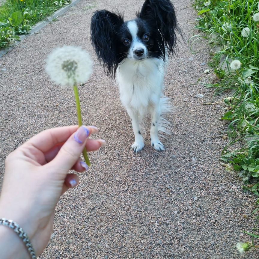 Отдам собаку