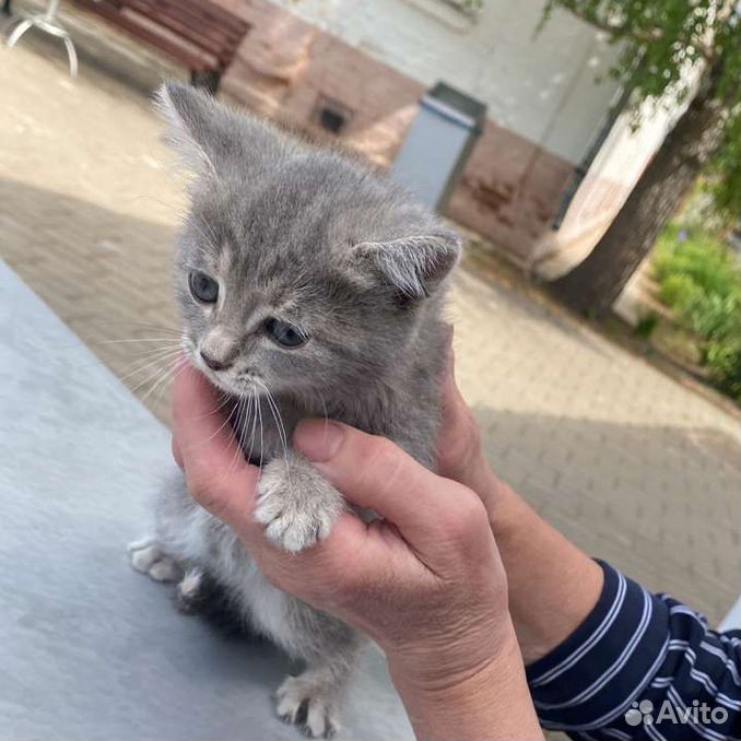 Котенок-девочка из монастыря ищет дом