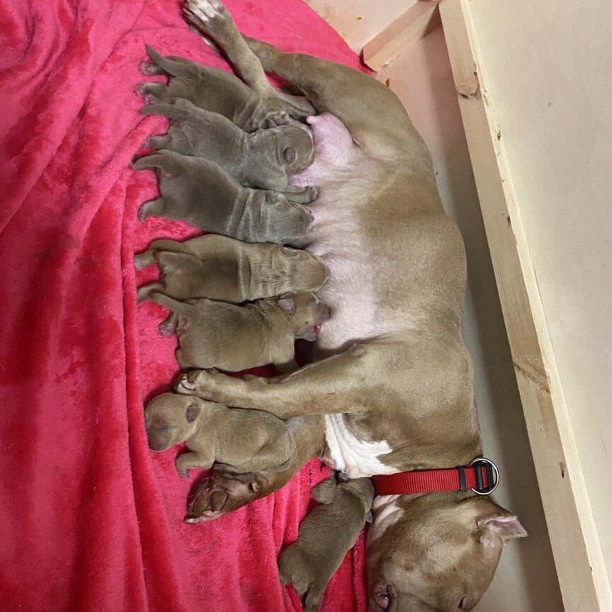 Американский булли покет