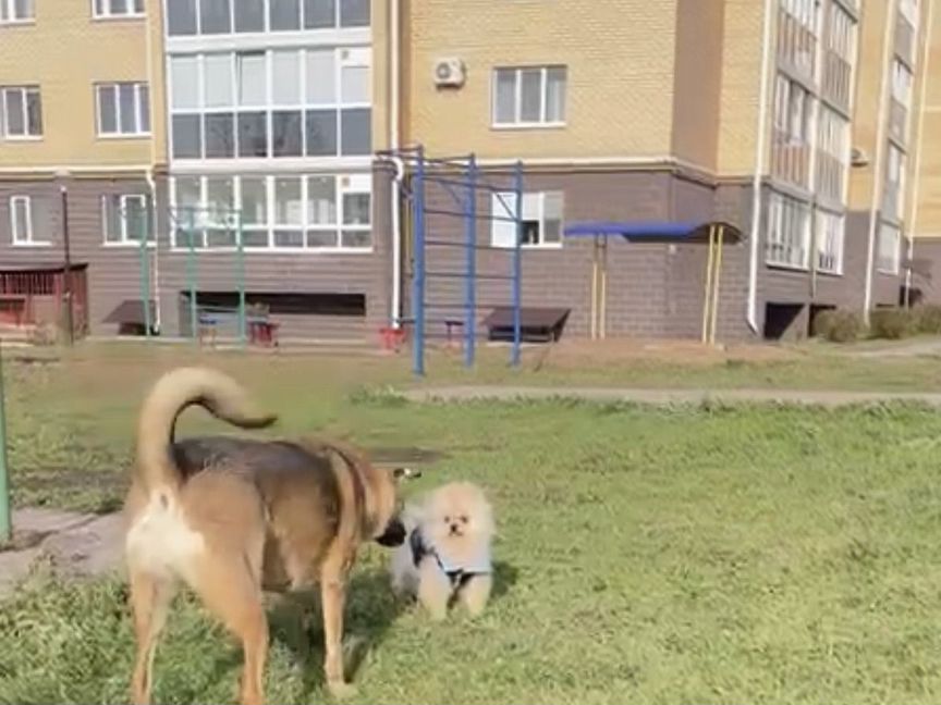 Шпиц щенок