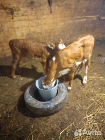 Продаю телят