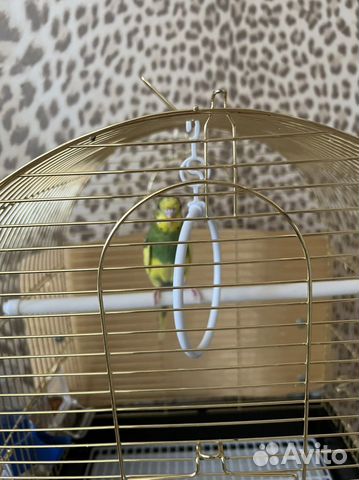 Домашние животные попугаи