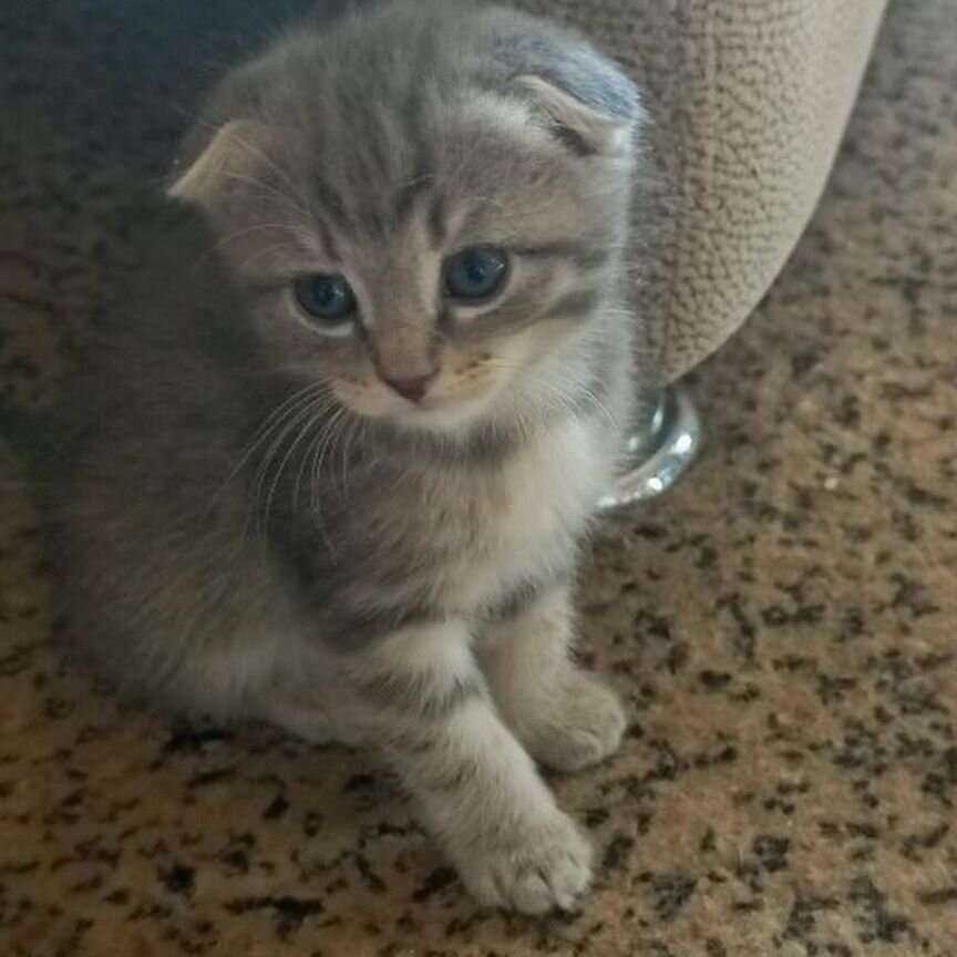 Шотландский вислоухий длинношёрстный котёнок