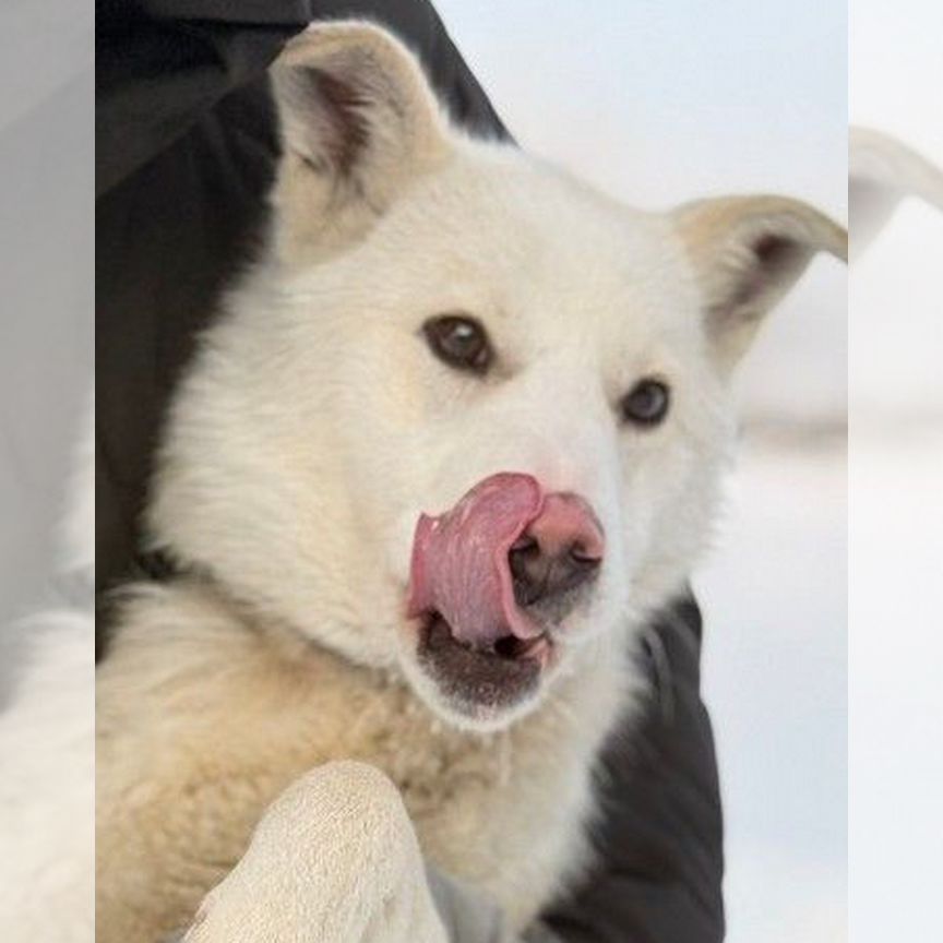 Взрослый пёс в добрые руки