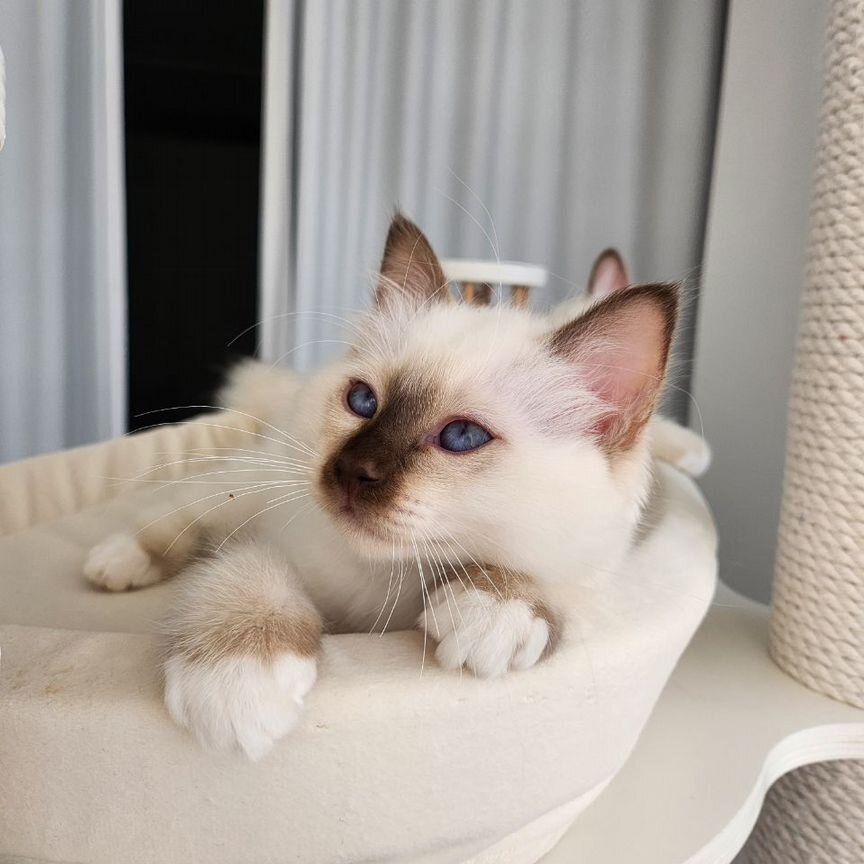 Кошечка Священная Бирма