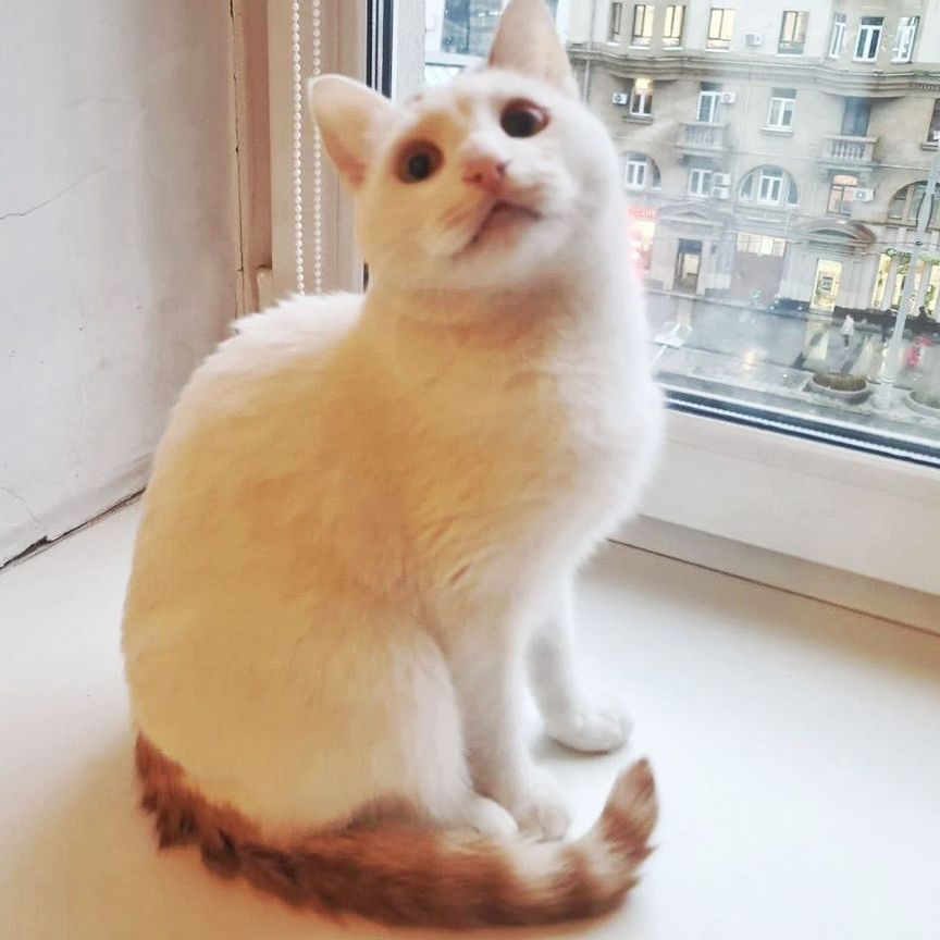 Оливер добрый кот в добрые руки