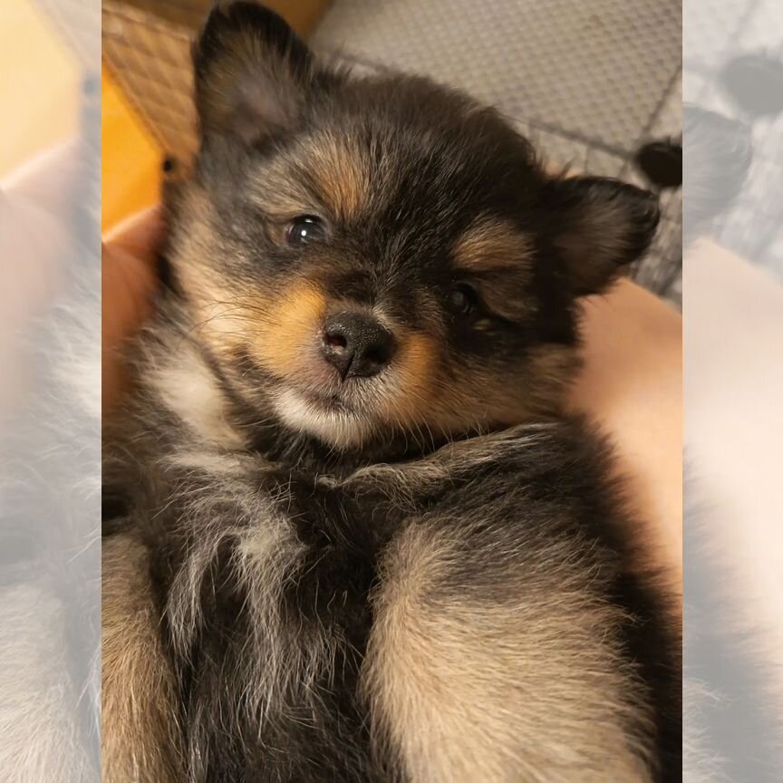 Немецкий шпиц, щенок