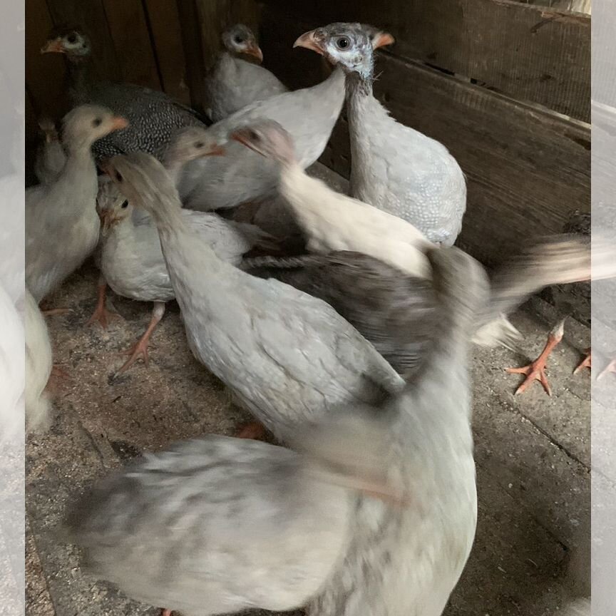 Цесарята