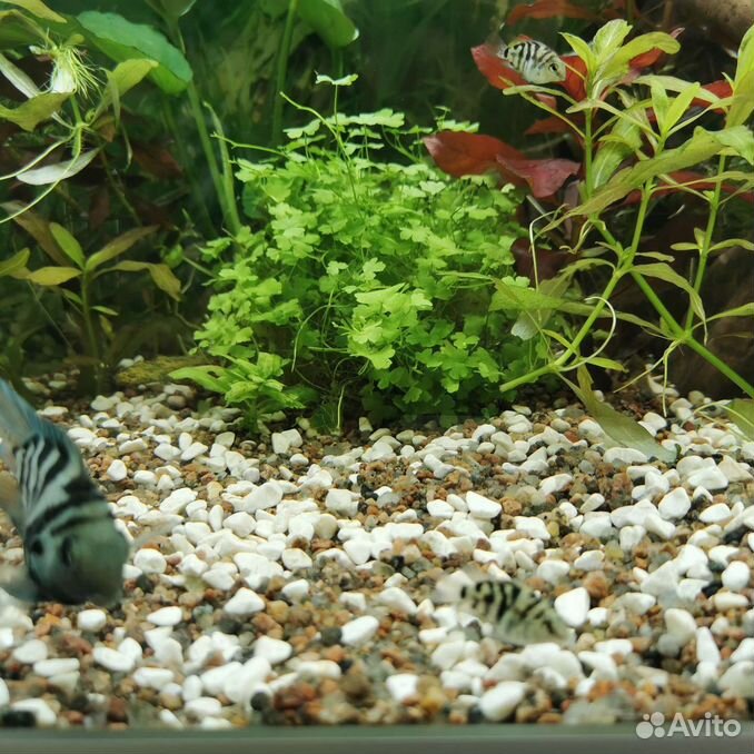 Аквариумные рыбки сапфировый попугай