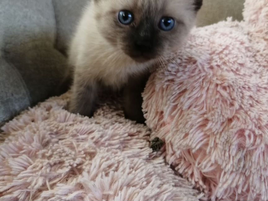 Британские котята