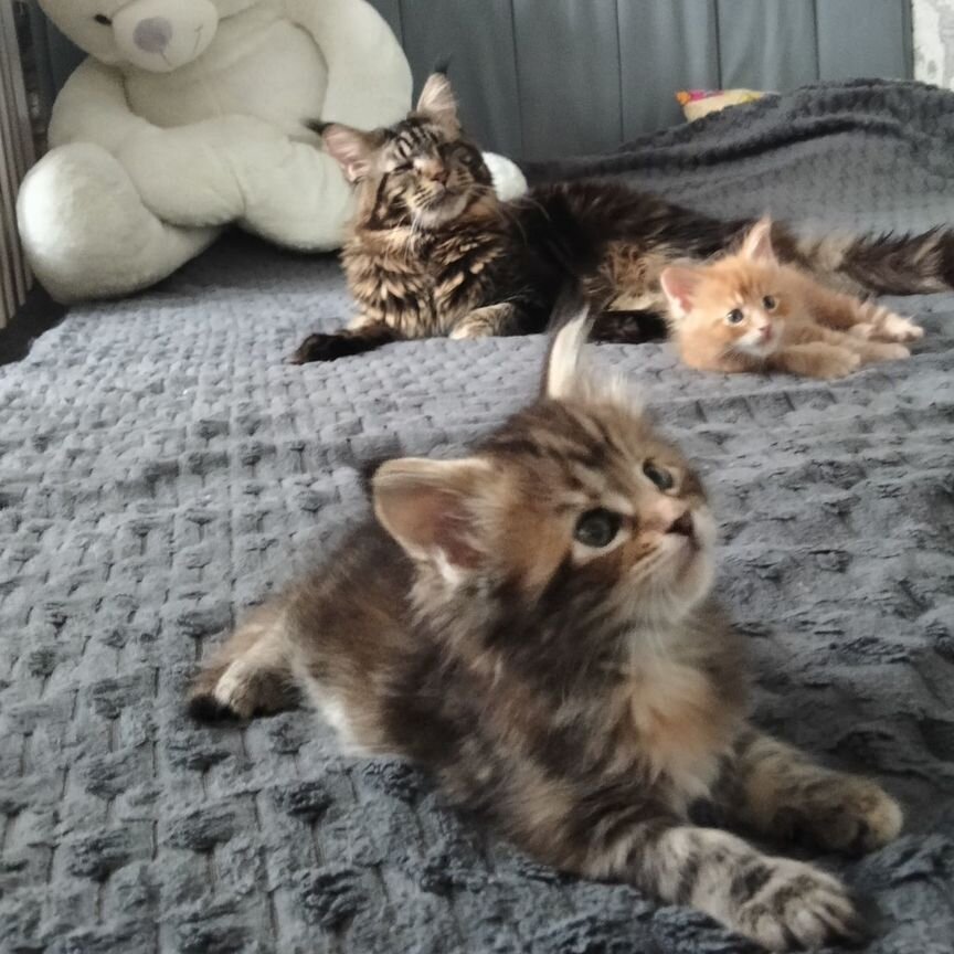 Мейн-кун котёнок