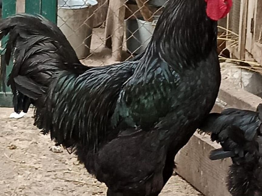 Цыплята месячные