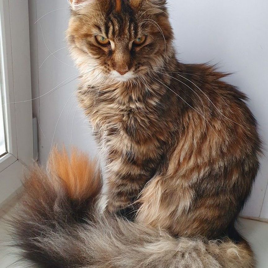 Отдам кошку май кун в добрые руки