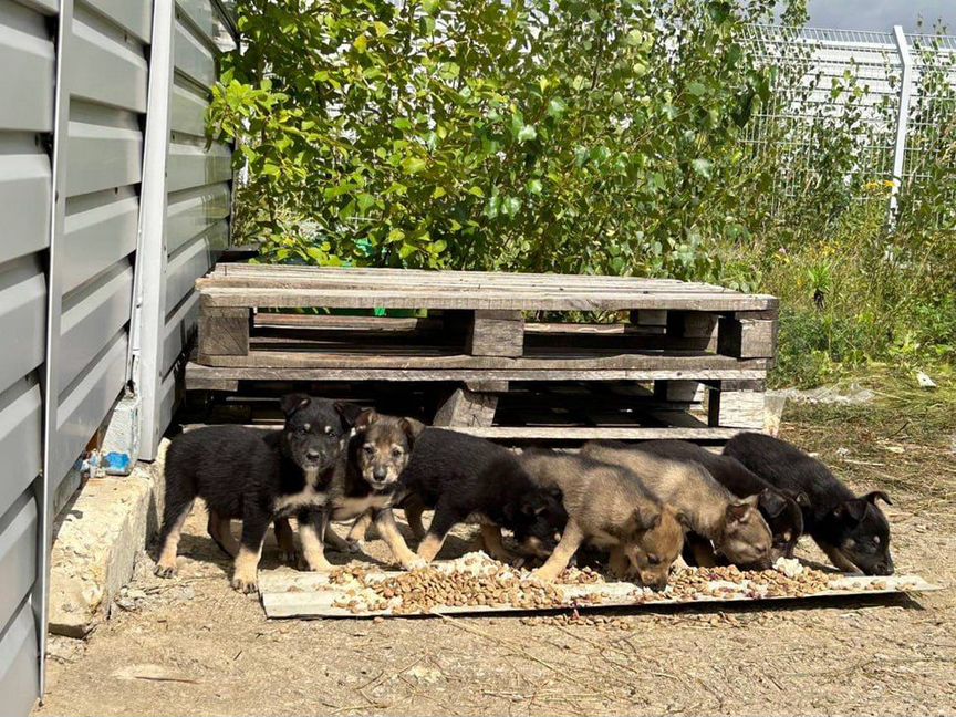 Отдам в добрые руки