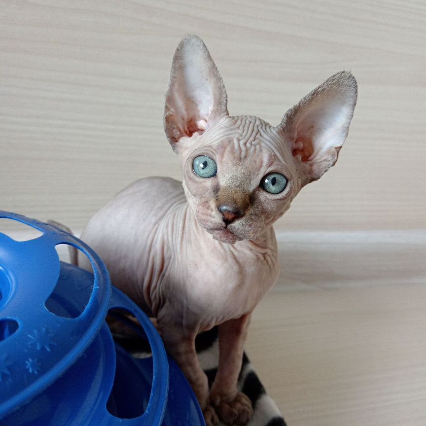 Канадский сфинкс. Котёнок