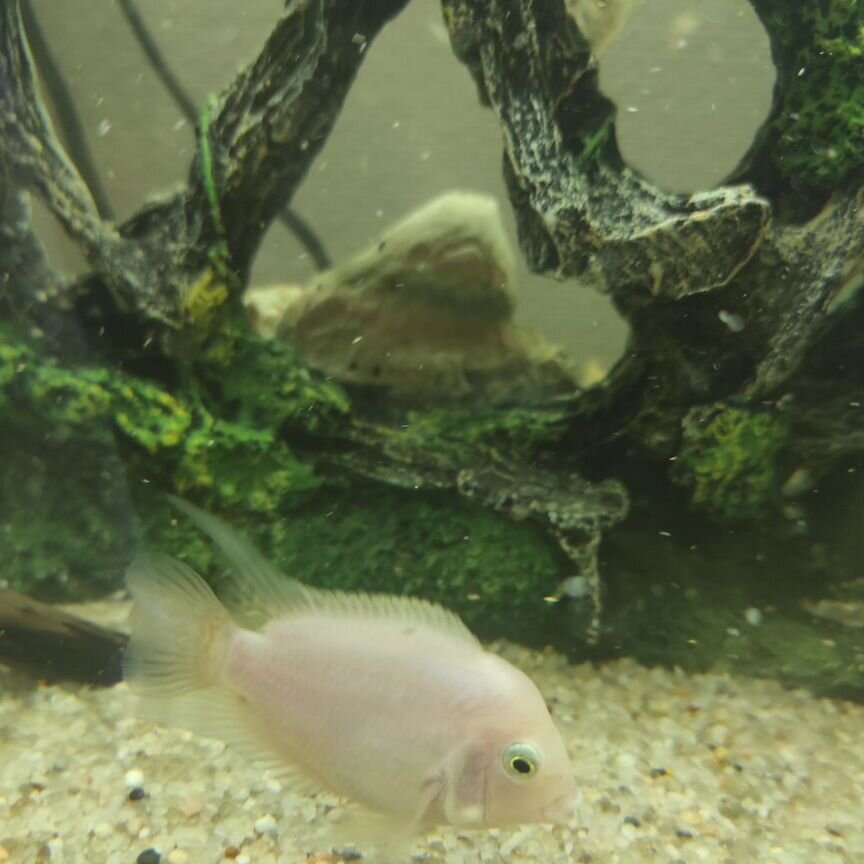 Аквариумные рыбки