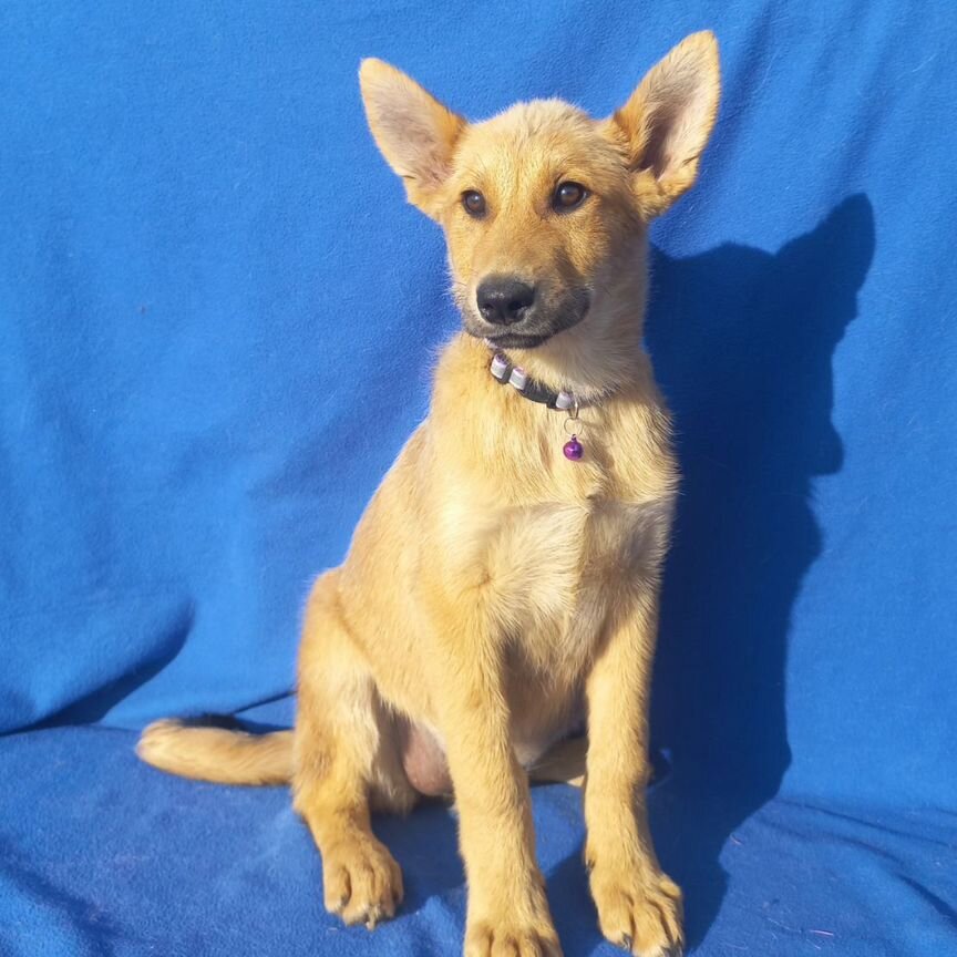 Щенки помесь лайки