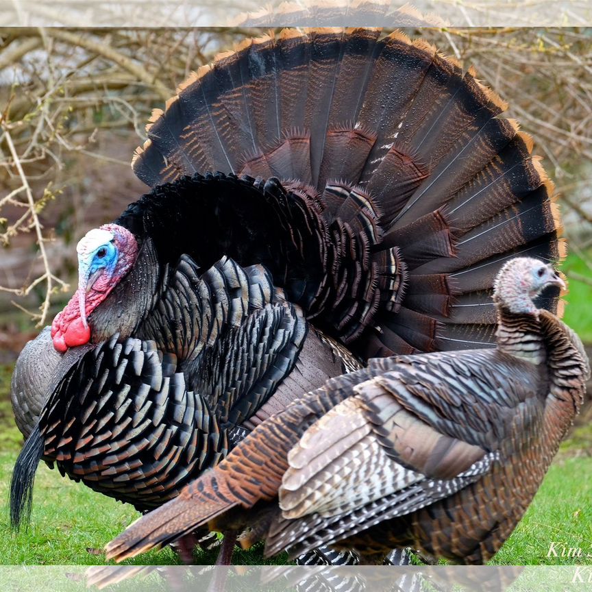 Продам семью индюков