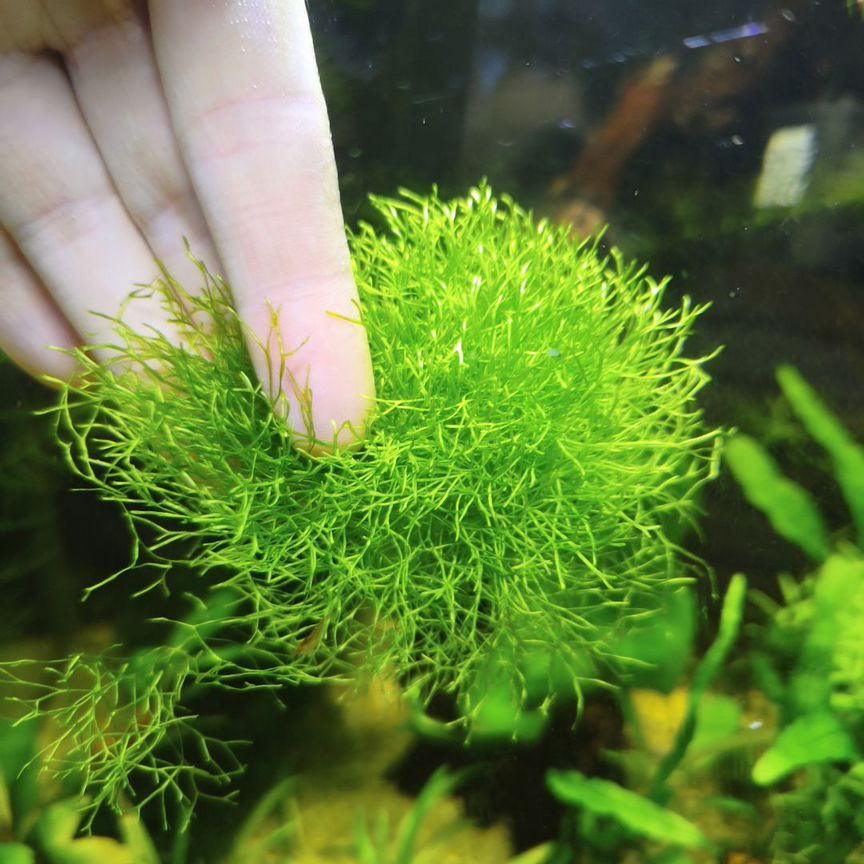 Риччия, роголистник