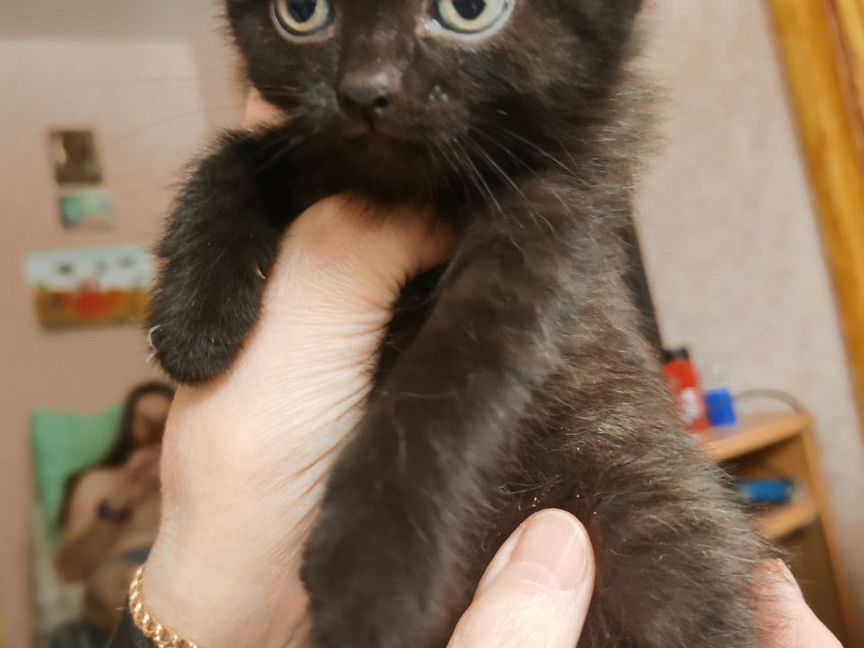 Котенок девочка британка