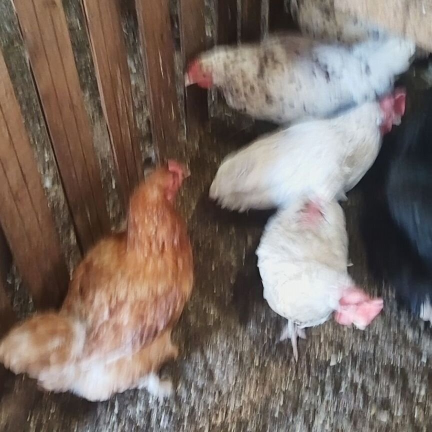 Куры несушки продам