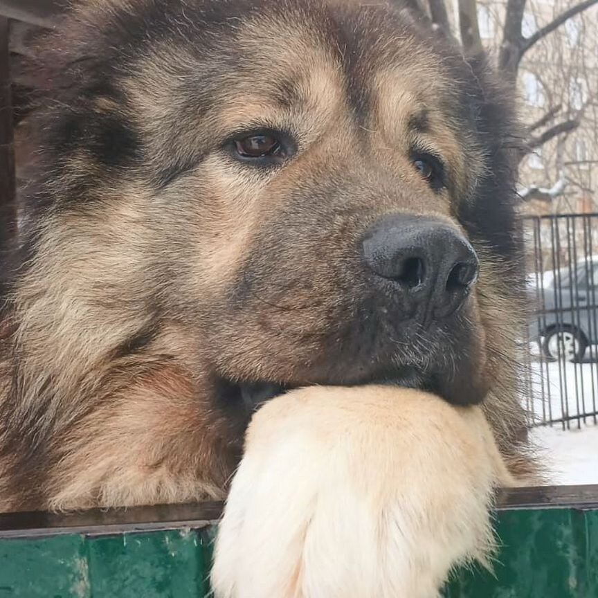 Кавказская овчарка