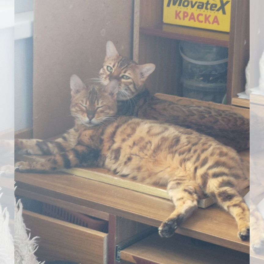 Бенгальская кошка