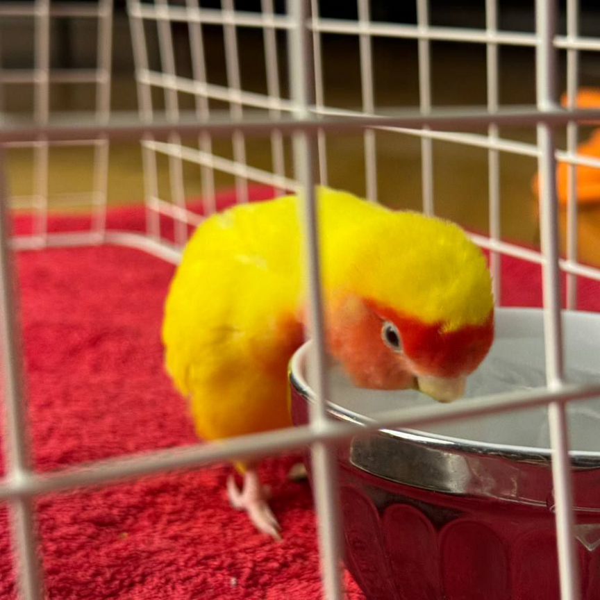 Попугай в добрые руки