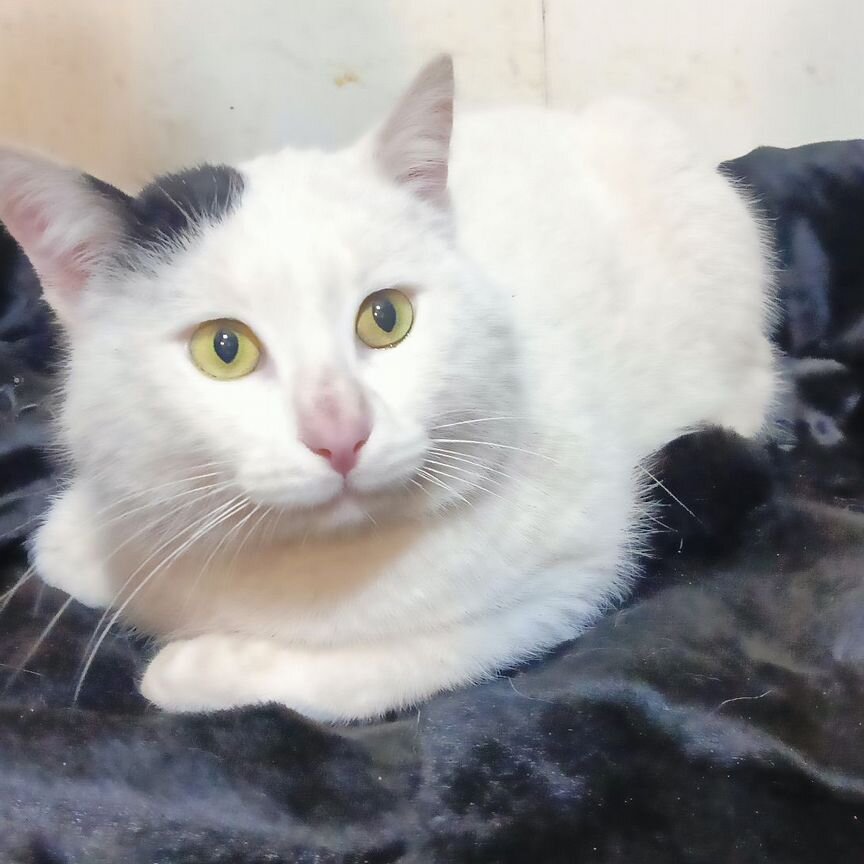 Подкинули кота, отдаём в добрые руки