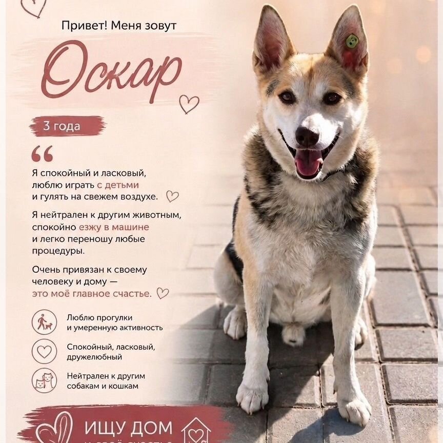 Взрослый пёс в добрые руки