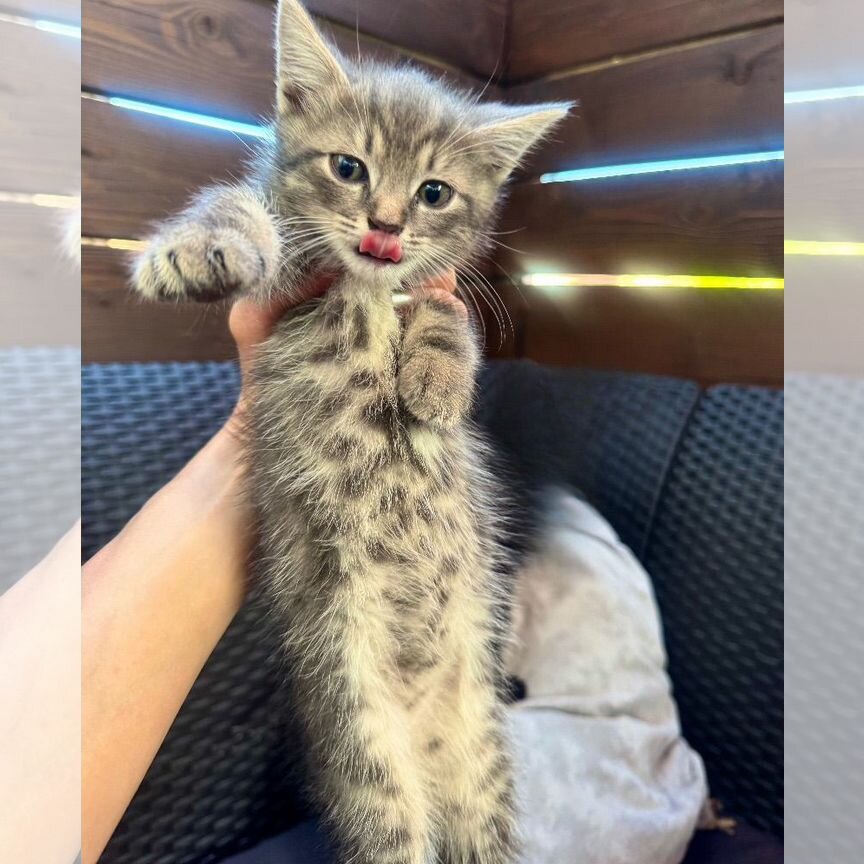 Котёнок в добрые руки