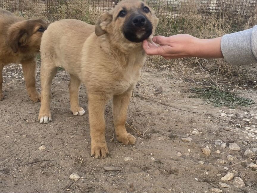 Щенки в добоые руки