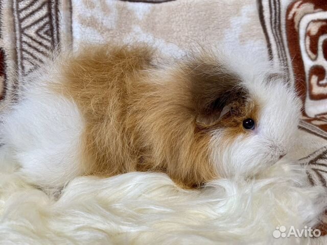 Морская свинка девочка швейцарский тедди