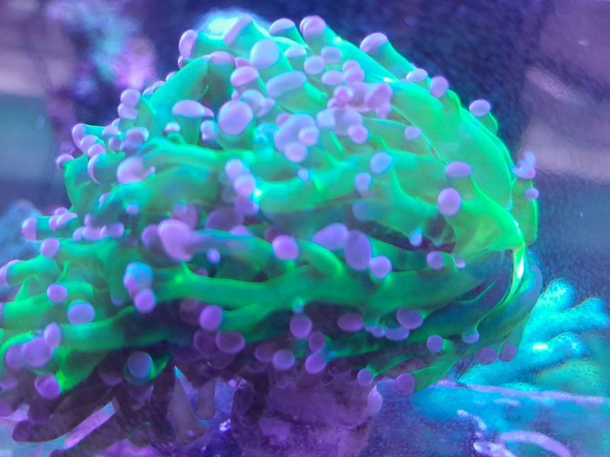 Коралл Эуфилия для морского аквариума