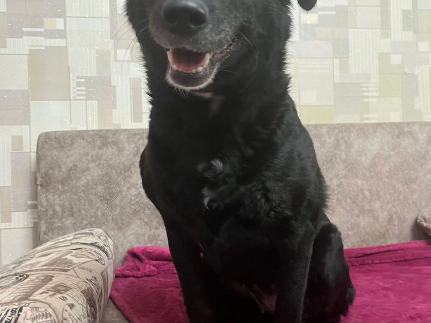 Багира в добрые руки